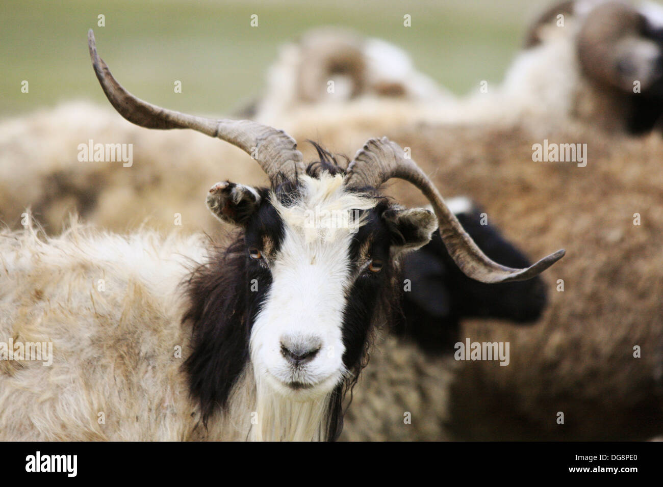 Corna contorte immagini e fotografie stock ad alta risoluzione - Alamy