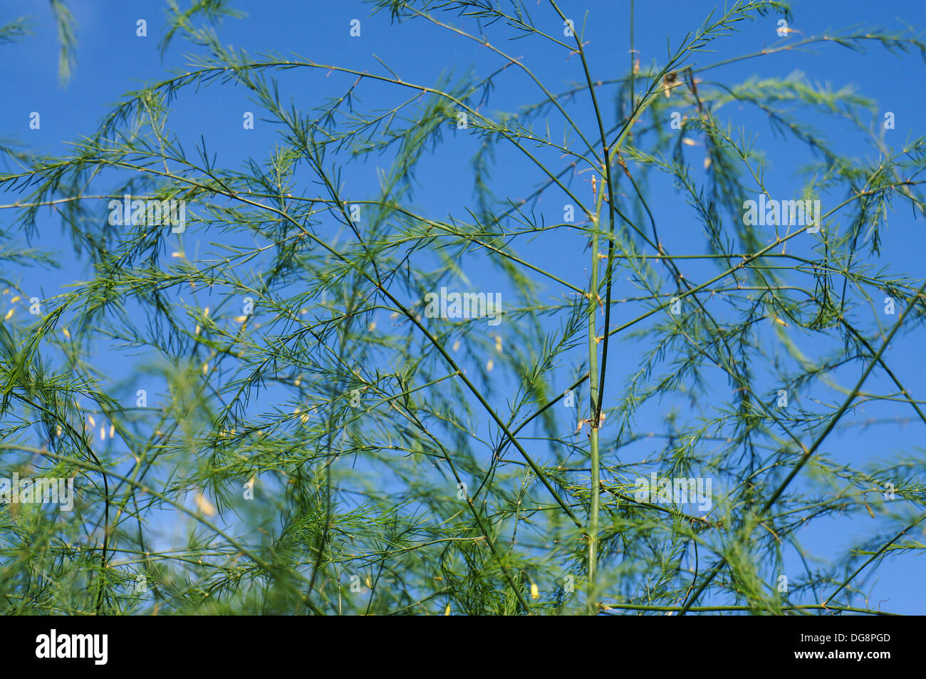 Pianta di asparagi officinalis immagini e fotografie stock ad alta ...