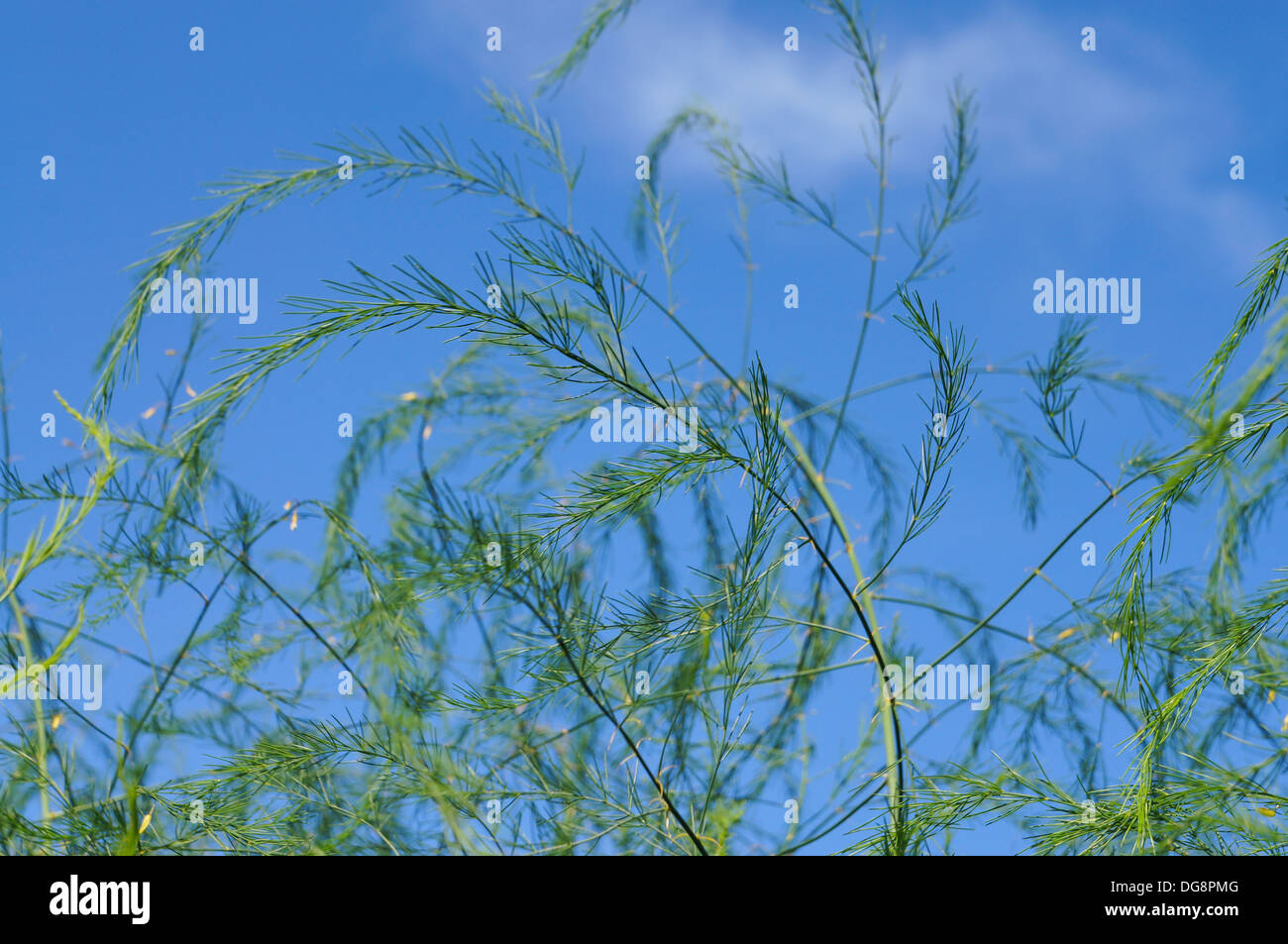 Pianta di asparagi officinalis immagini e fotografie stock ad alta ...