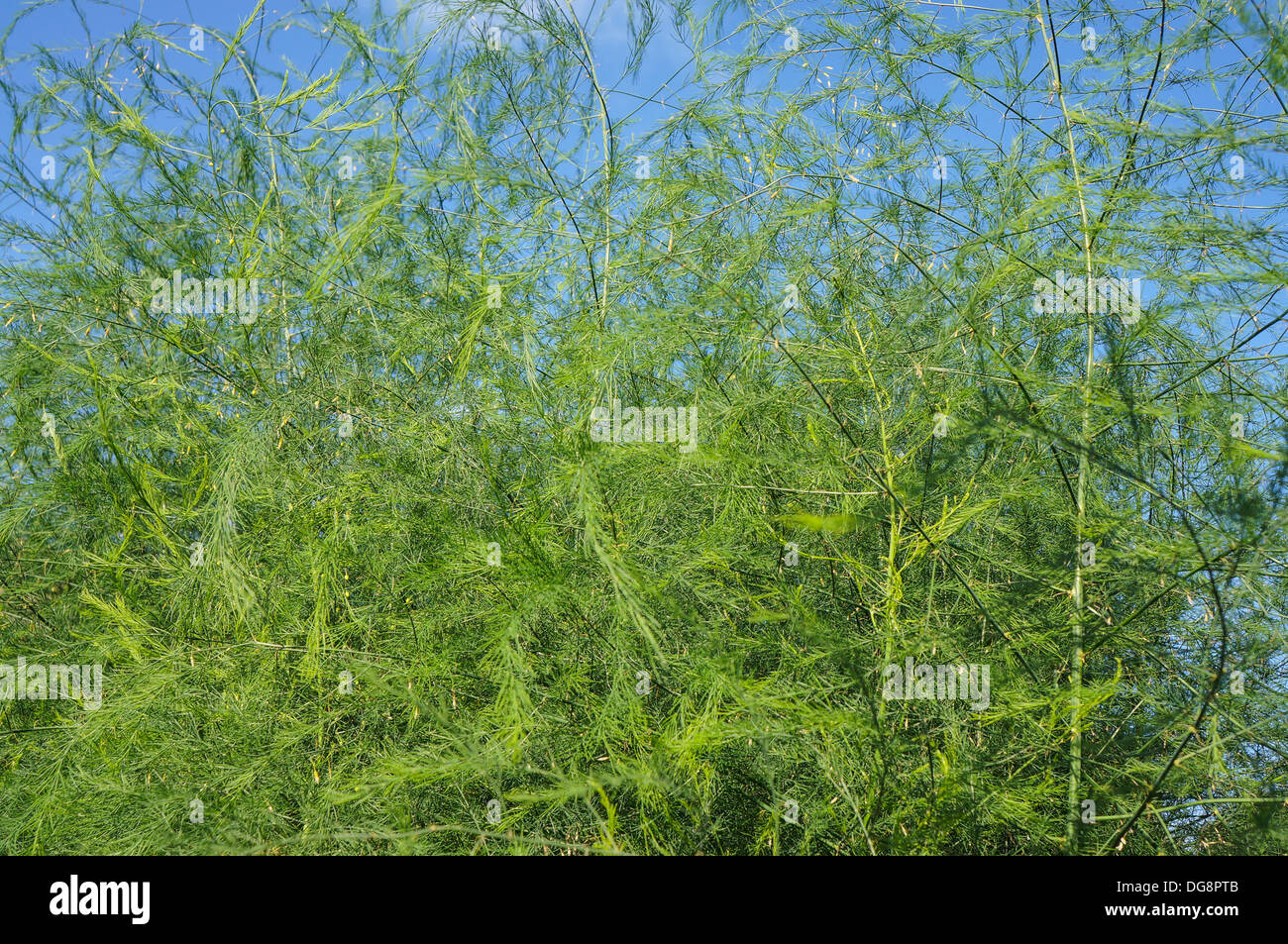 Pianta coltivare immagini e fotografie stock ad alta risoluzione - Alamy