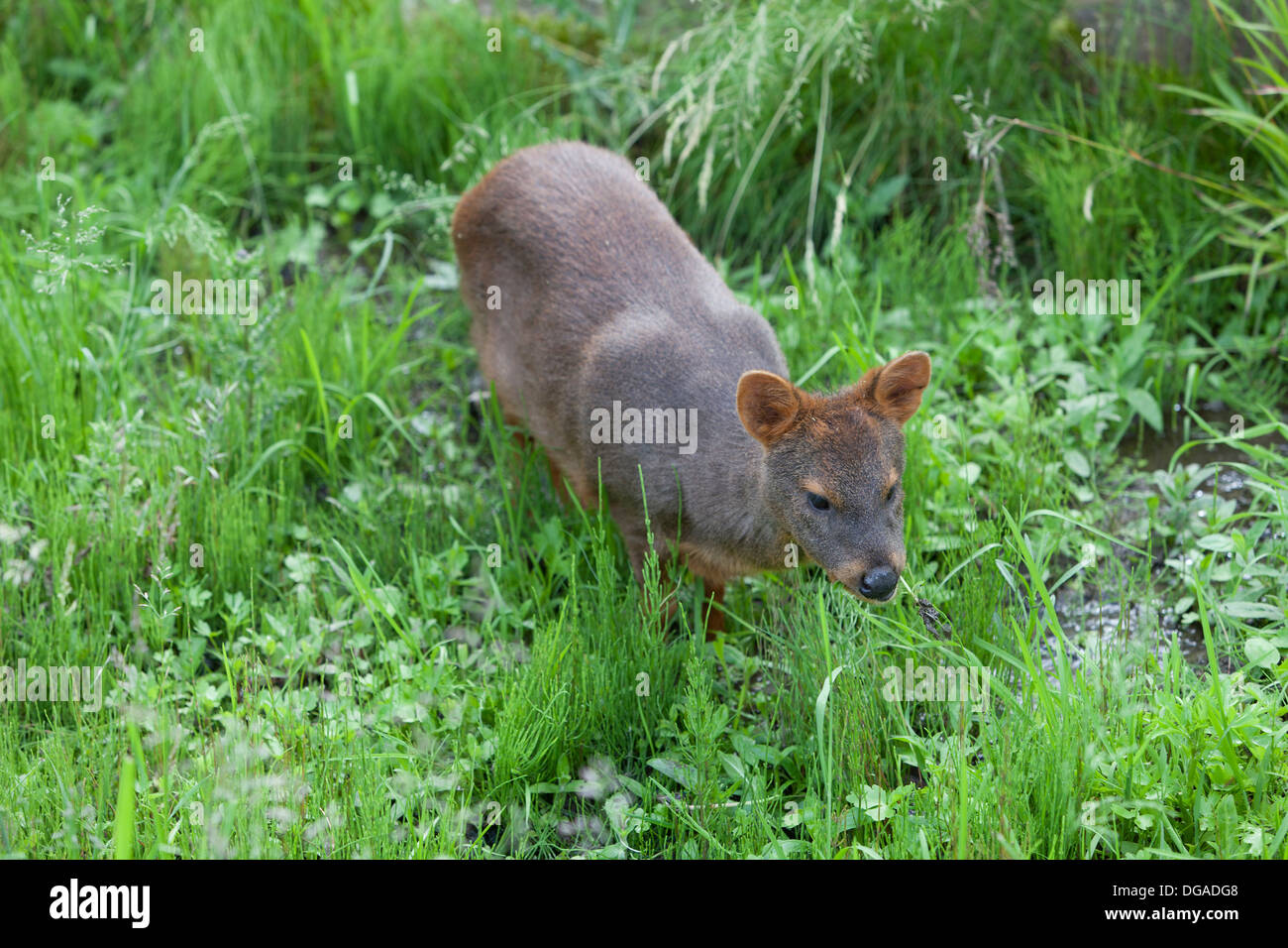 Cervi erba immagini e fotografie stock ad alta risoluzione - Alamy