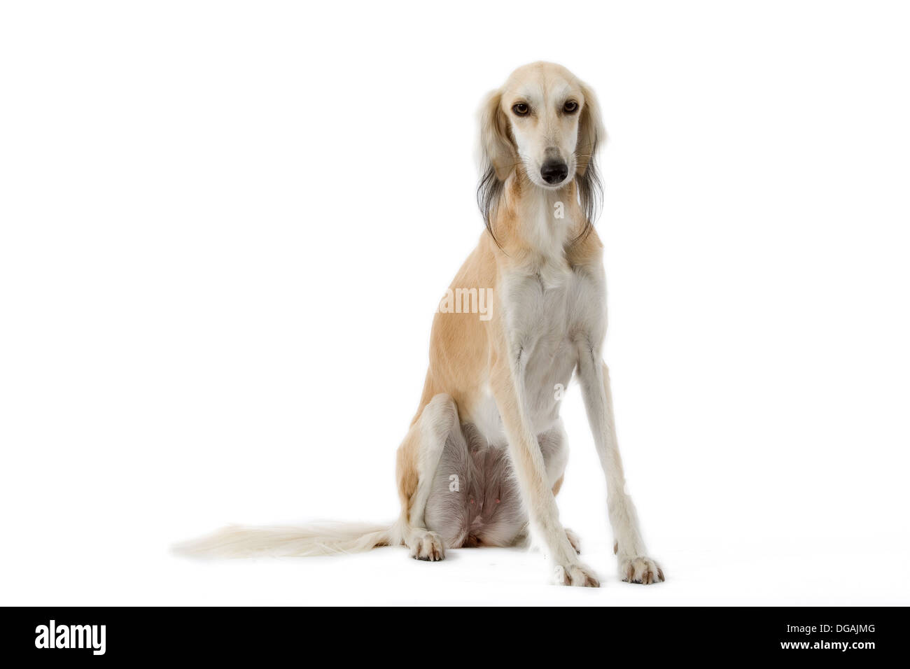 Gazelle hound immagini e fotografie stock ad alta risoluzione - Alamy