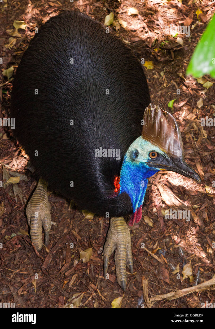 Casuarius casuarius immagini e fotografie stock ad alta risoluzione - Alamy