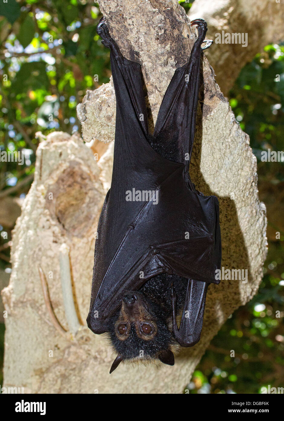 Australian flying fox immagini e fotografie stock ad alta risoluzione ...
