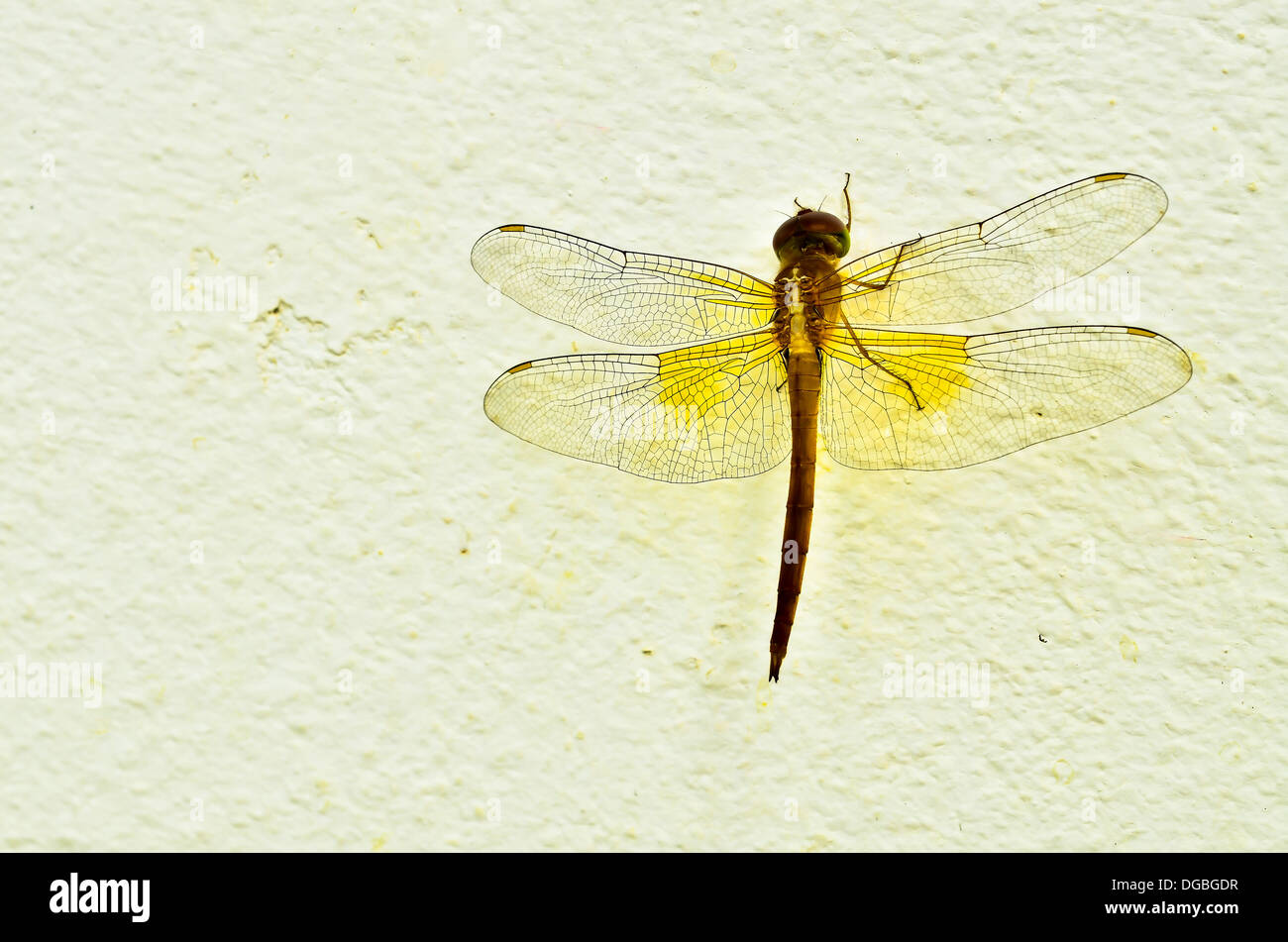 Libellula sul muro immagini e fotografie stock ad alta risoluzione - Alamy