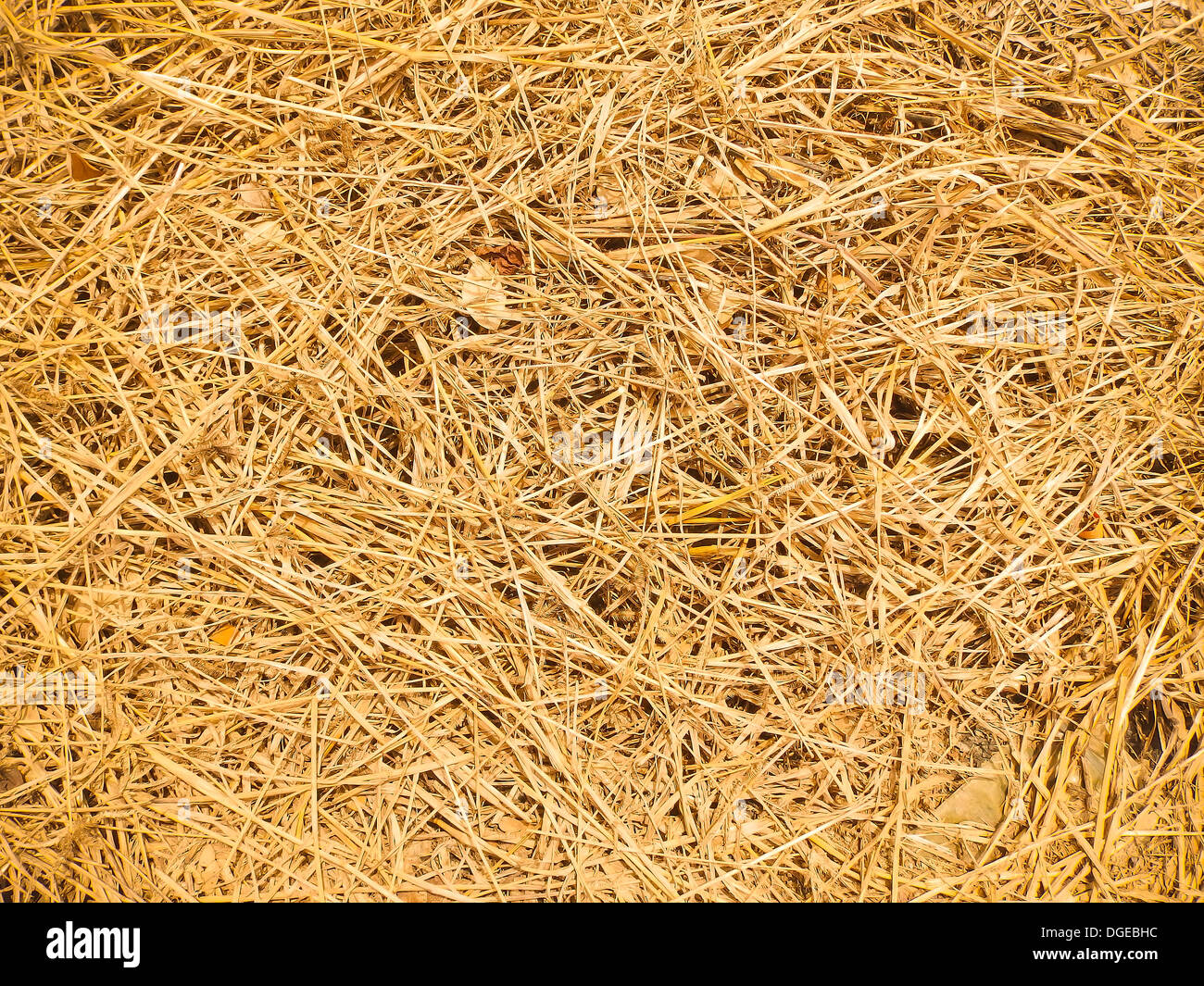 Sfondo di paglia immagini e fotografie stock ad alta risoluzione - Alamy