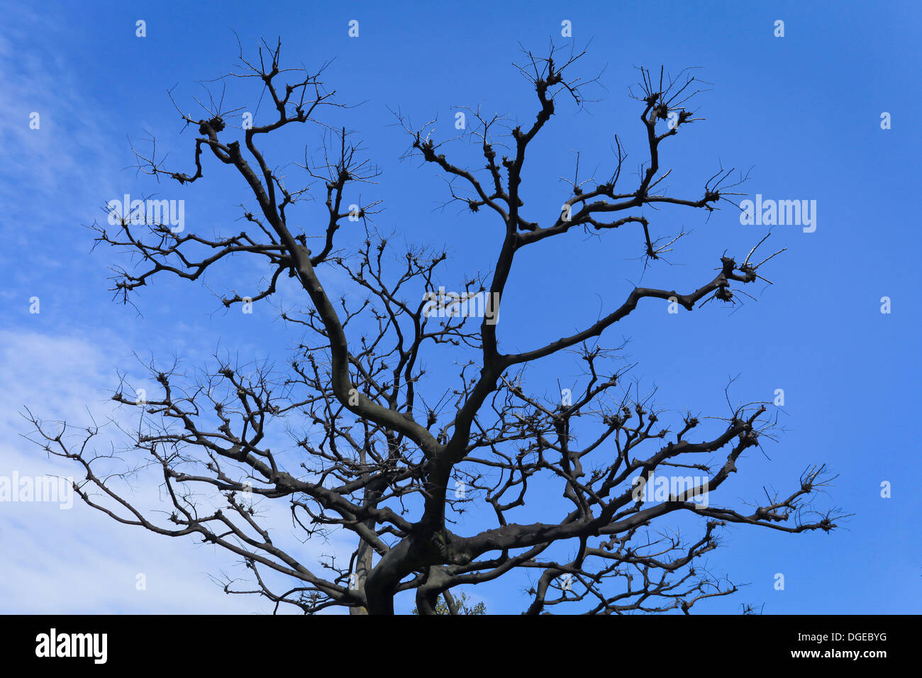 Grande grande vecchio albero immagini e fotografie stock ad alta ...