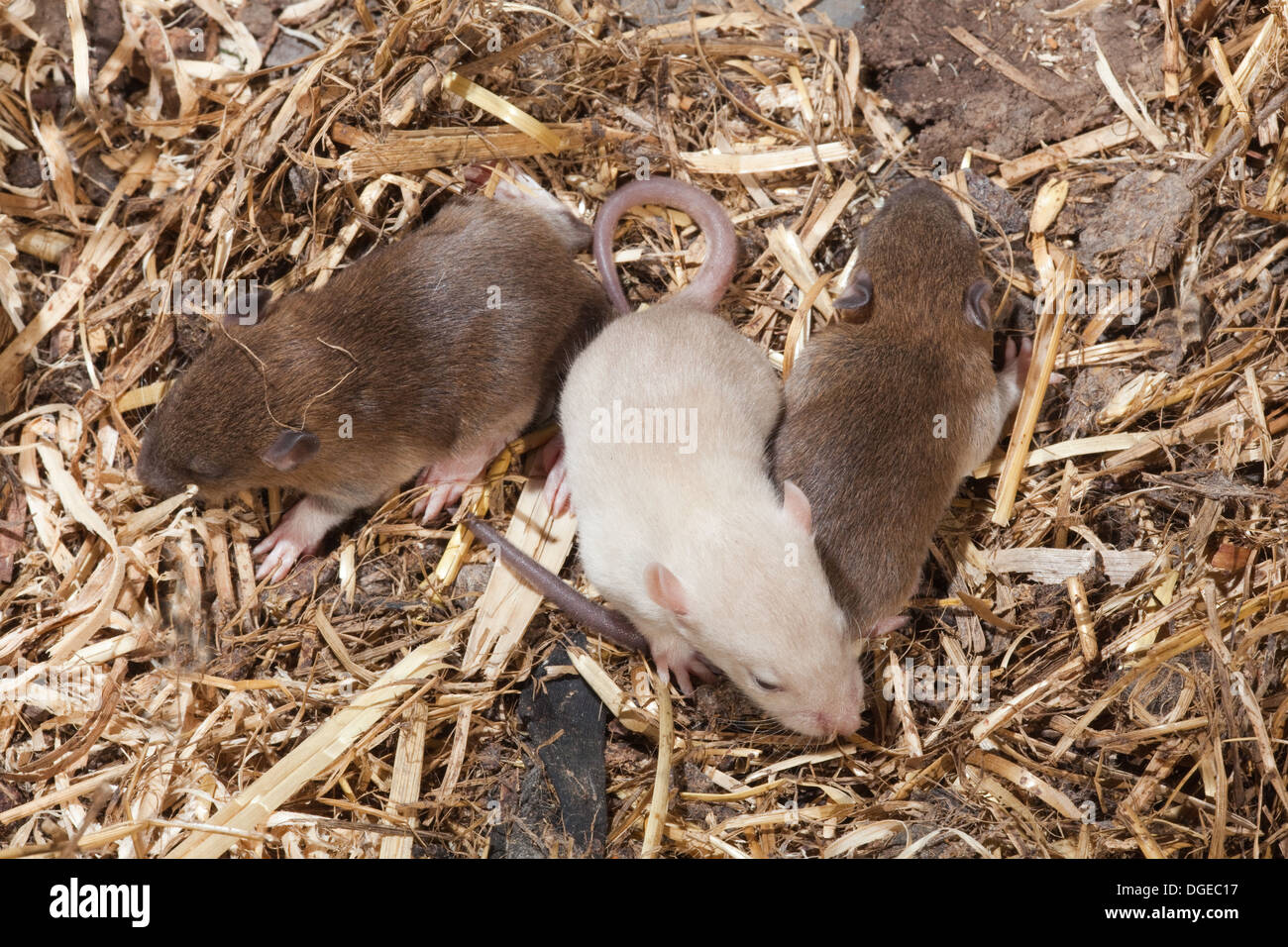 Nido di ratti immagini e fotografie stock ad alta risoluzione - Alamy