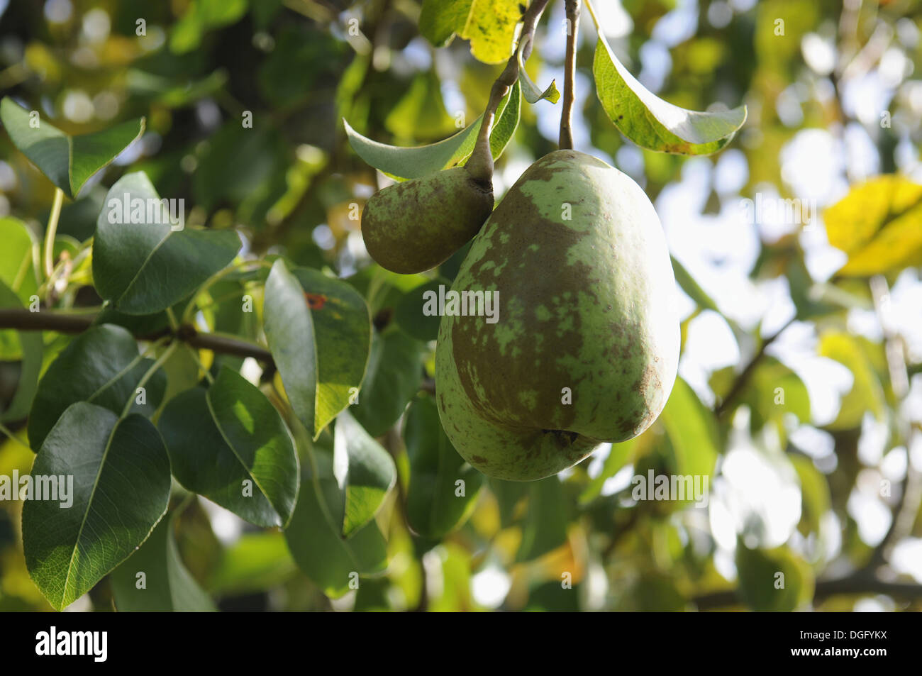 Pear shape immagini e fotografie stock ad alta risoluzione - Alamy