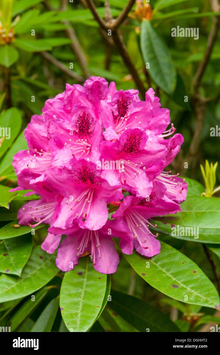 Common rhododendron immagini e fotografie stock ad alta risoluzione - Alamy