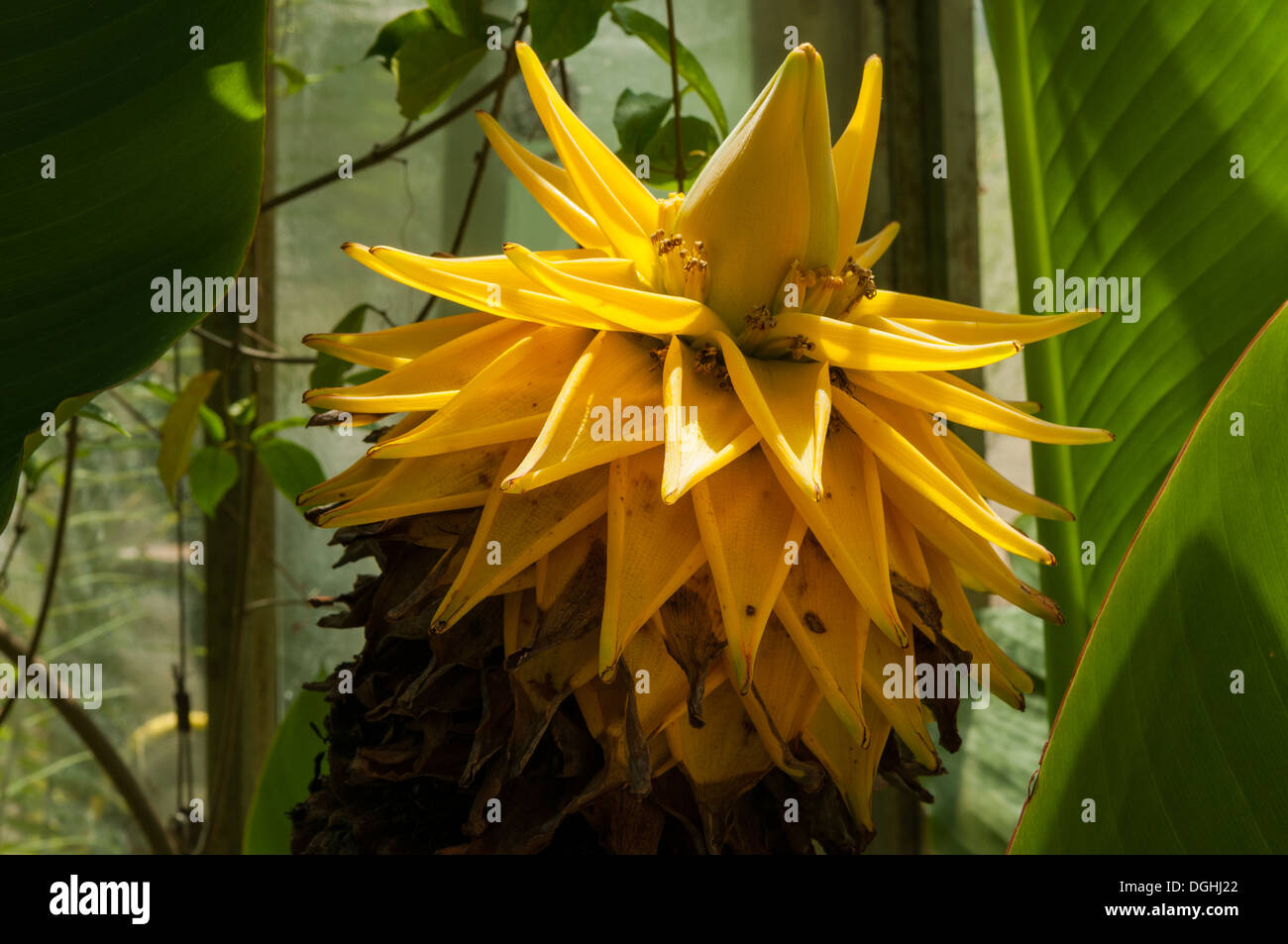 Pianta di banana musa immagini e fotografie stock ad alta risoluzione ...