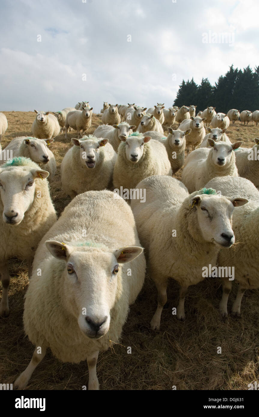 Gregge O Gregge Di Pecore Immagini e Fotos Stock - Alamy