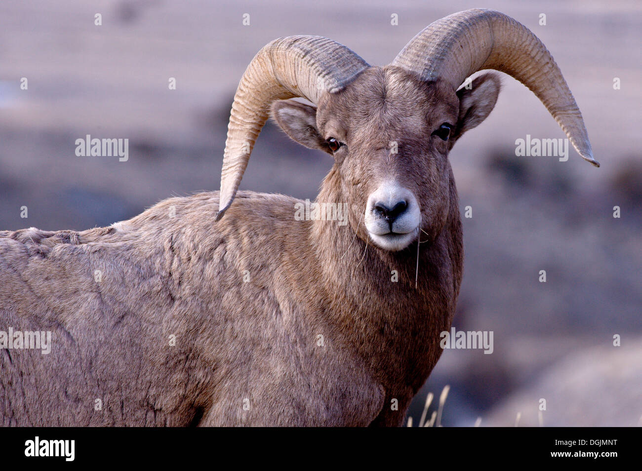 Cervo canadensis immagini e fotografie stock ad alta risoluzione - Alamy