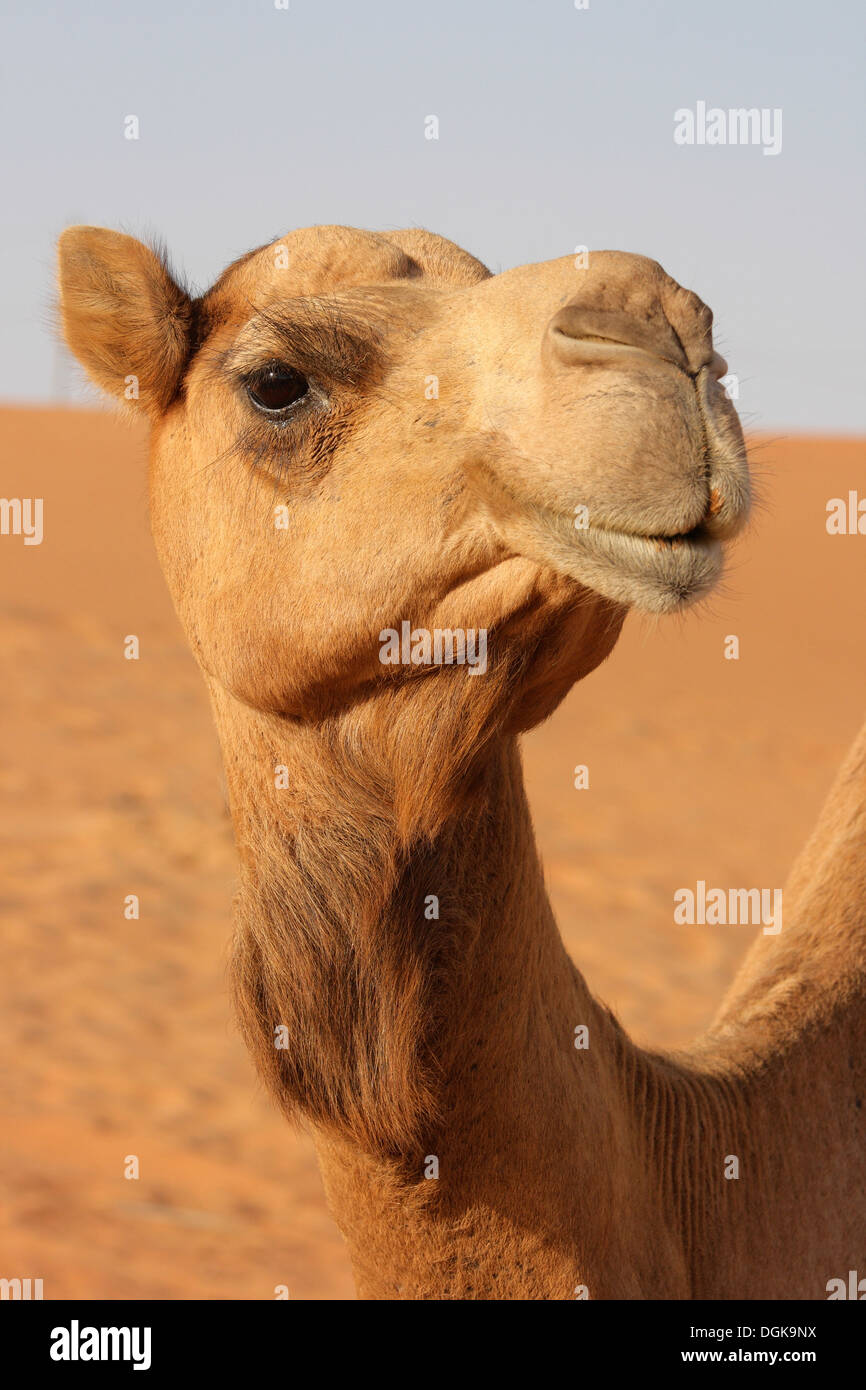 Faccia di cammello immagini e fotografie stock ad alta risoluzione - Alamy