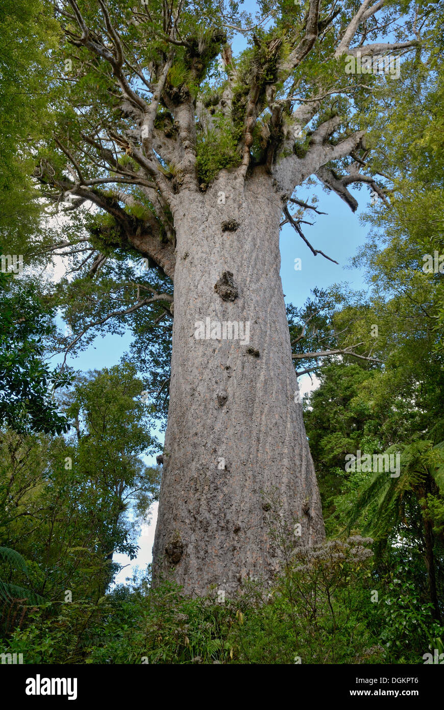 Tane Mahuta, "signore della foresta, il pi grande living Kauri tree ...