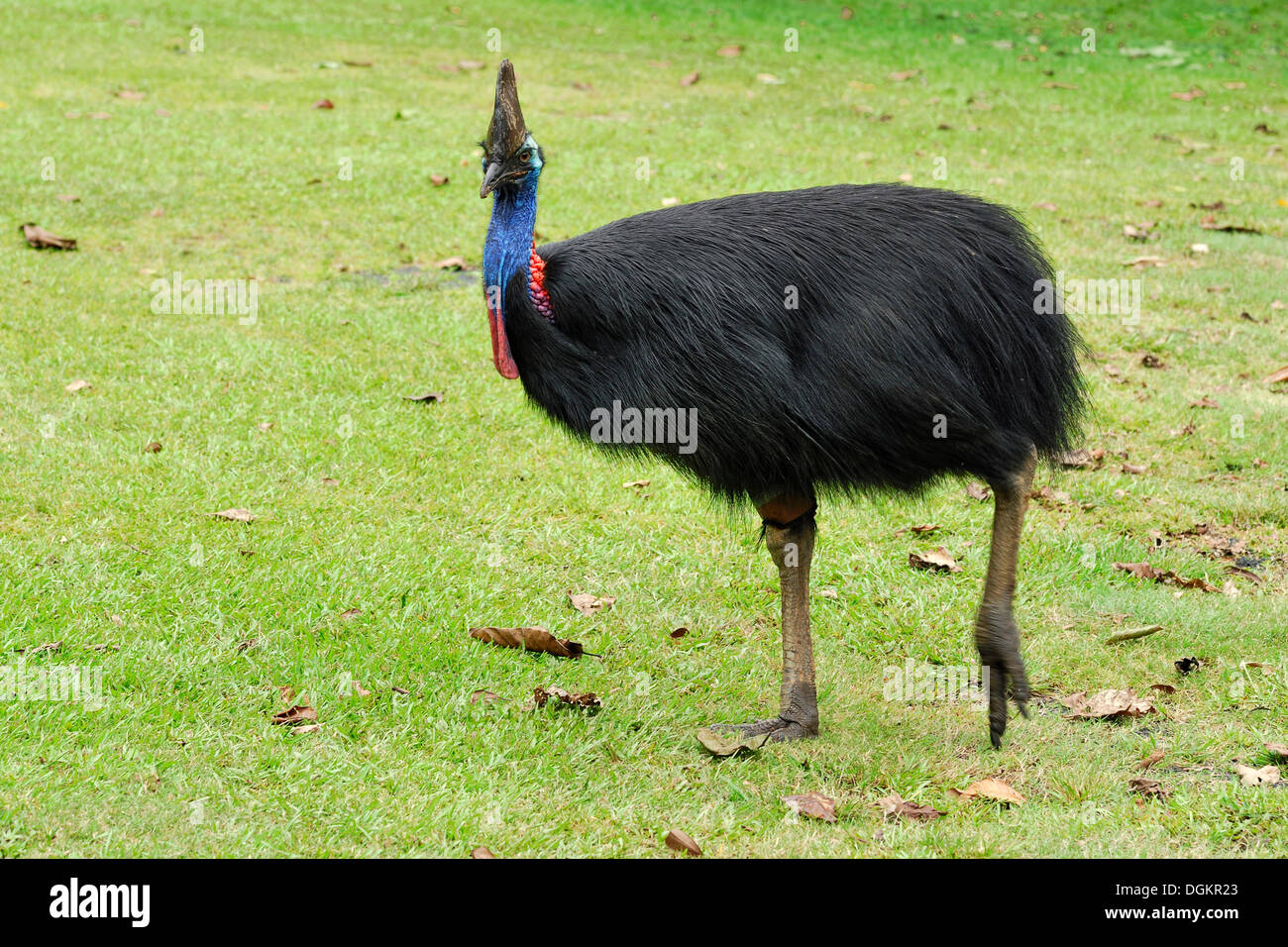 Casuarius casuarius australiano immagini e fotografie stock ad alta ...