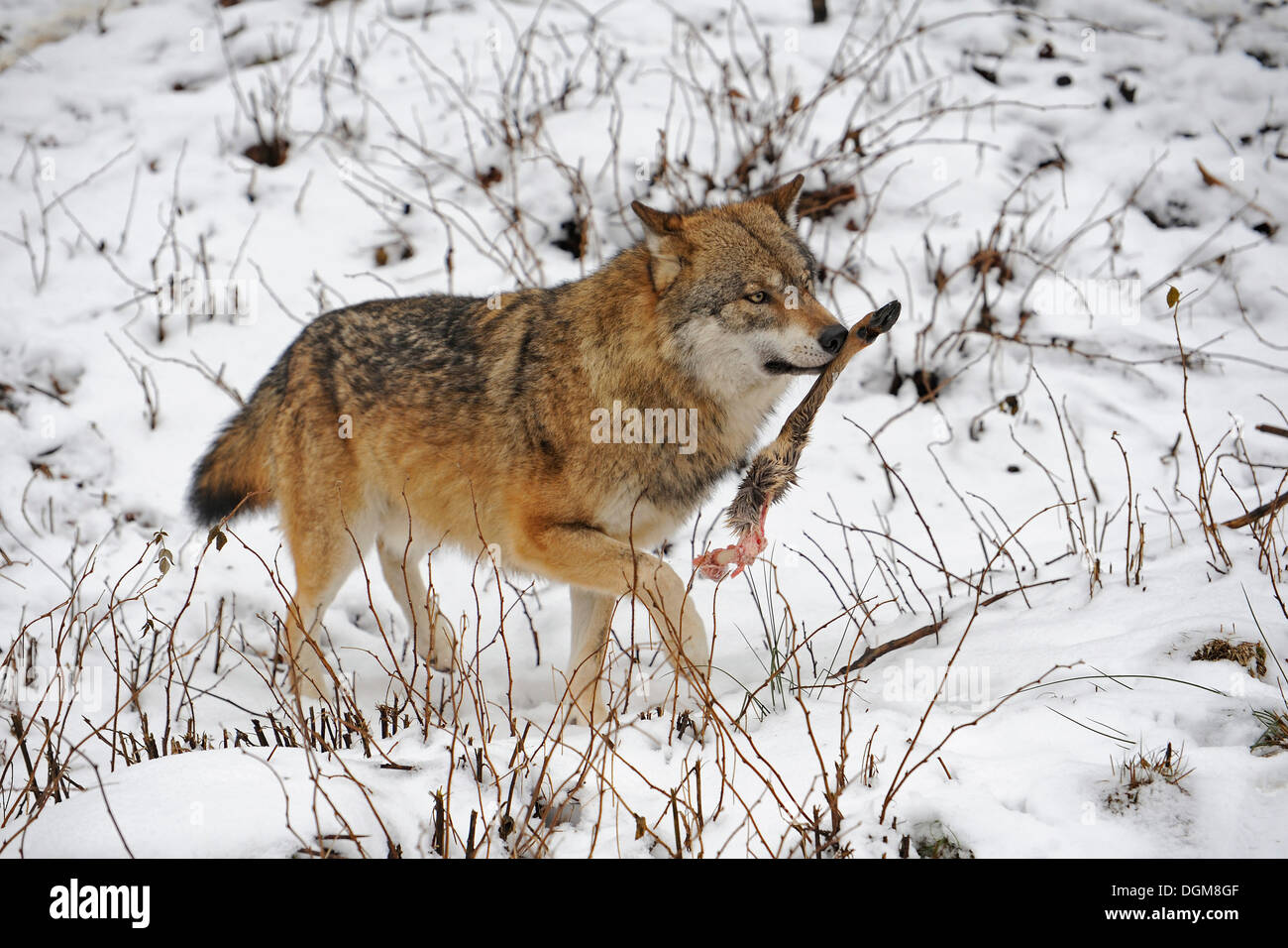 La coscia di cervo immagini e fotografie stock ad alta risoluzione - Alamy