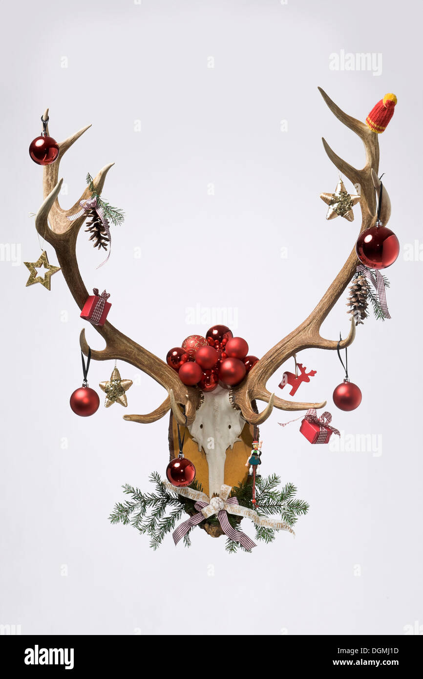 Cervo y immagini e fotografie stock ad alta risoluzione - Alamy