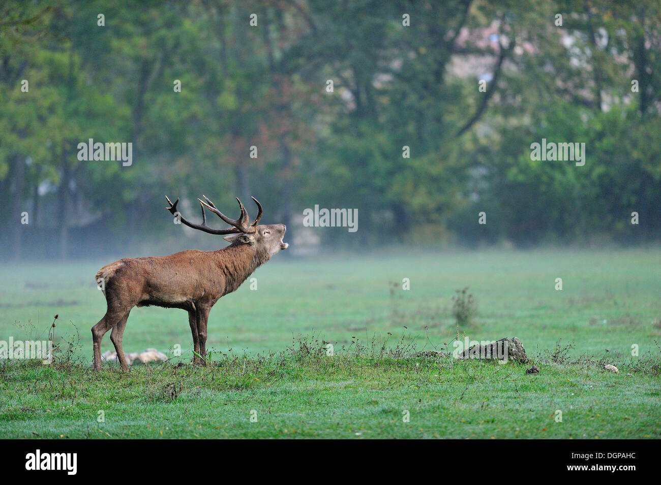 Italia mammifero mammiferi animali animali roberto nistri orizzontale ...