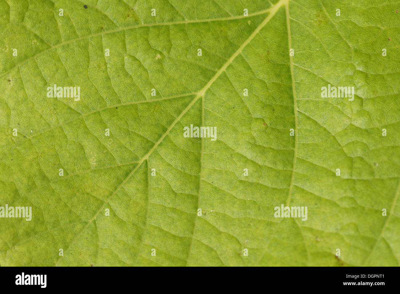 Foglia da colorare immagini e fotografie stock ad alta risoluzione - Alamy