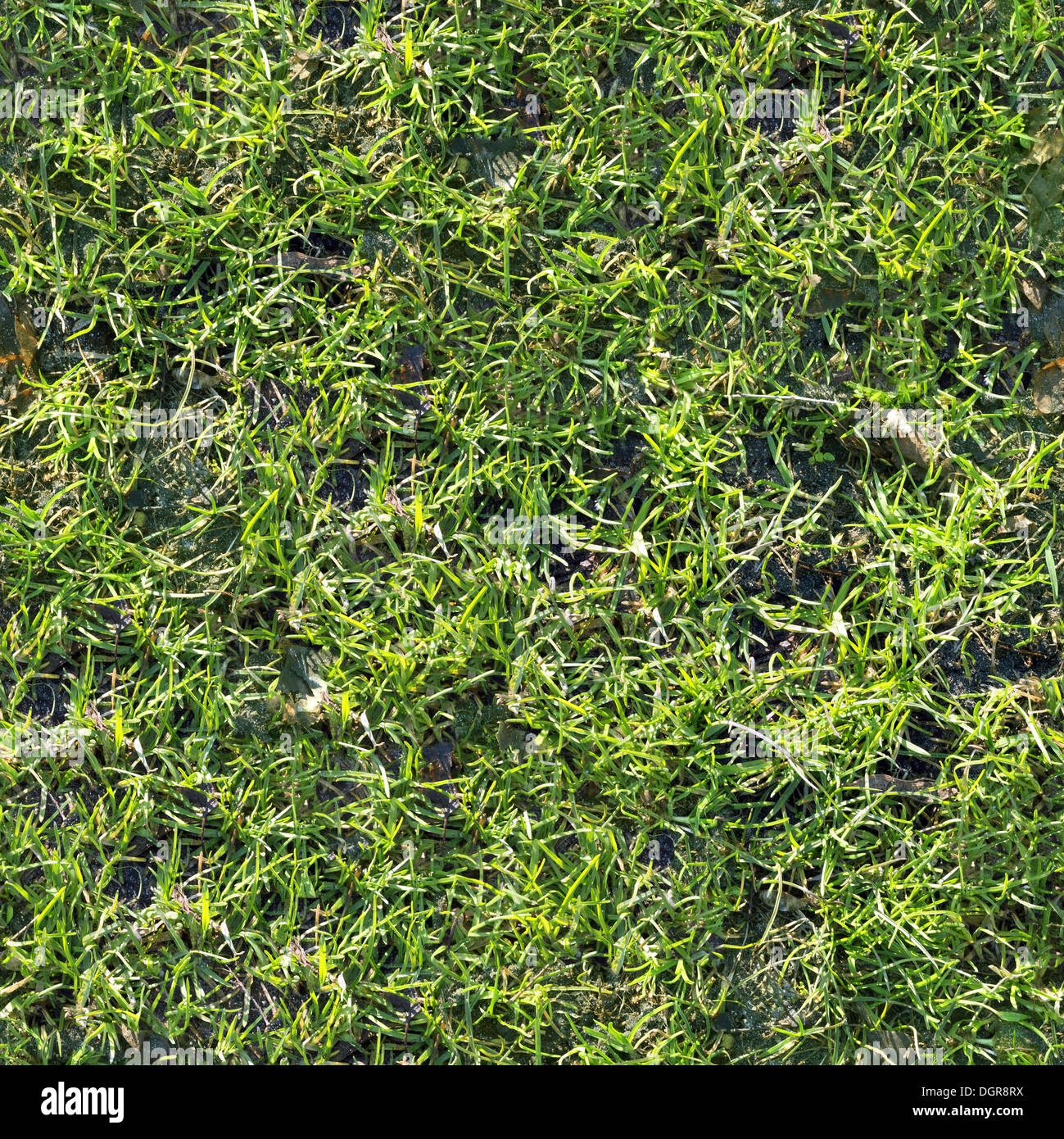 Clean seamless tileable grass texture immagini e fotografie stock ad ...