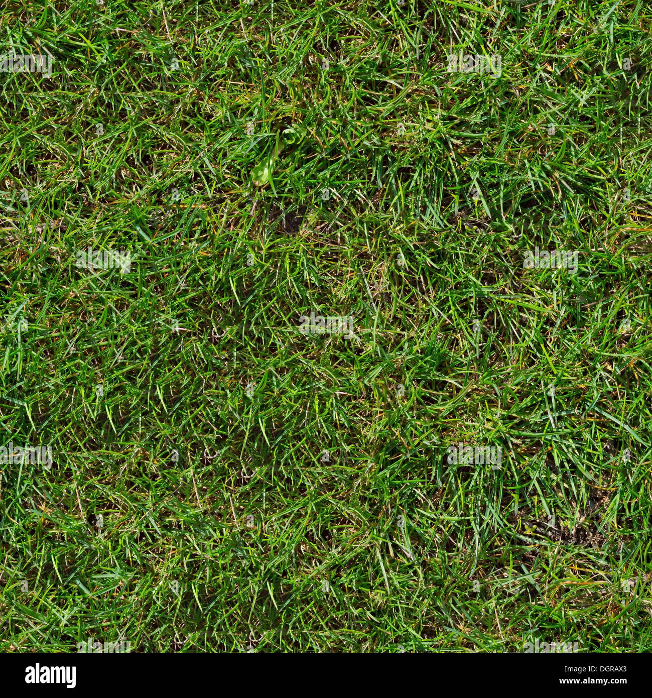 Clean seamless tileable grass texture immagini e fotografie stock ad ...