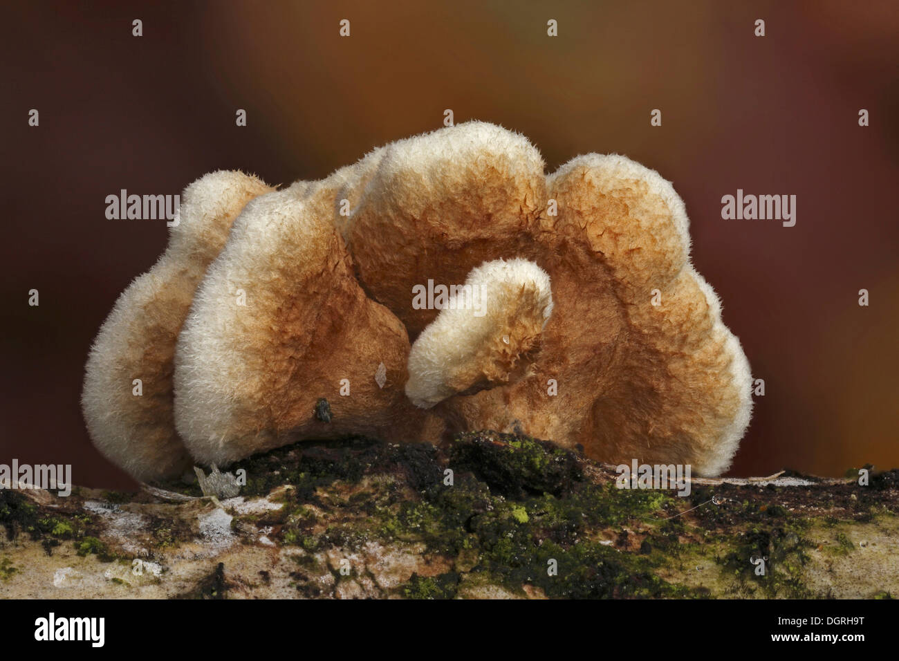 Pergamena affollata immagini e fotografie stock ad alta risoluzione - Alamy