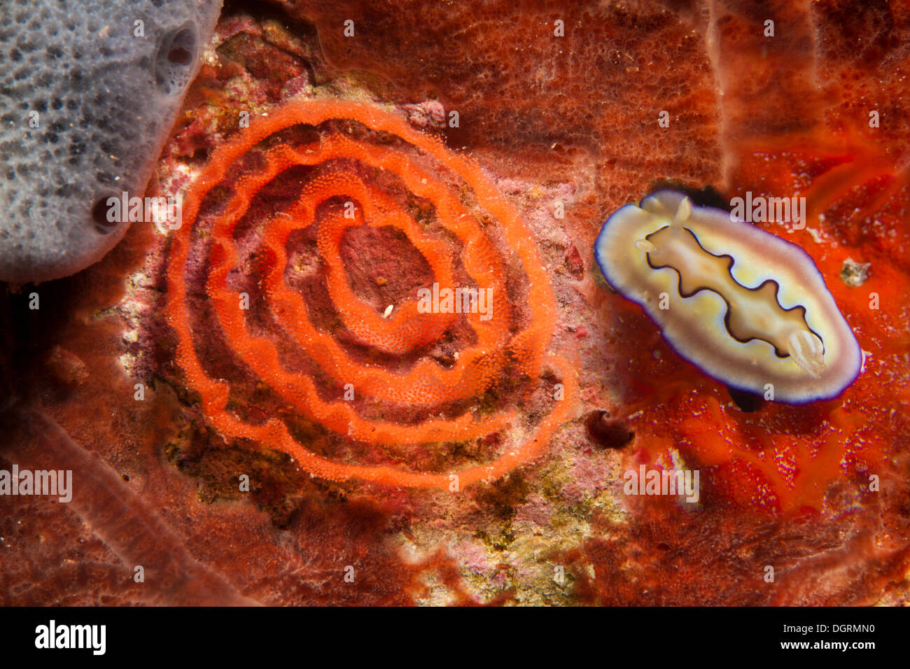 Molluschi gasteropodi marini immagini e fotografie stock ad alta ...