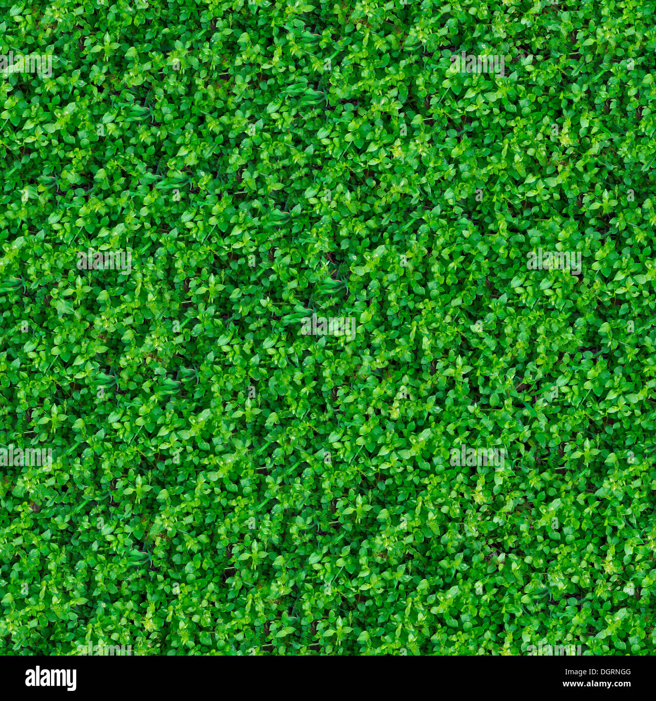Clean seamless tileable grass texture immagini e fotografie stock ad ...