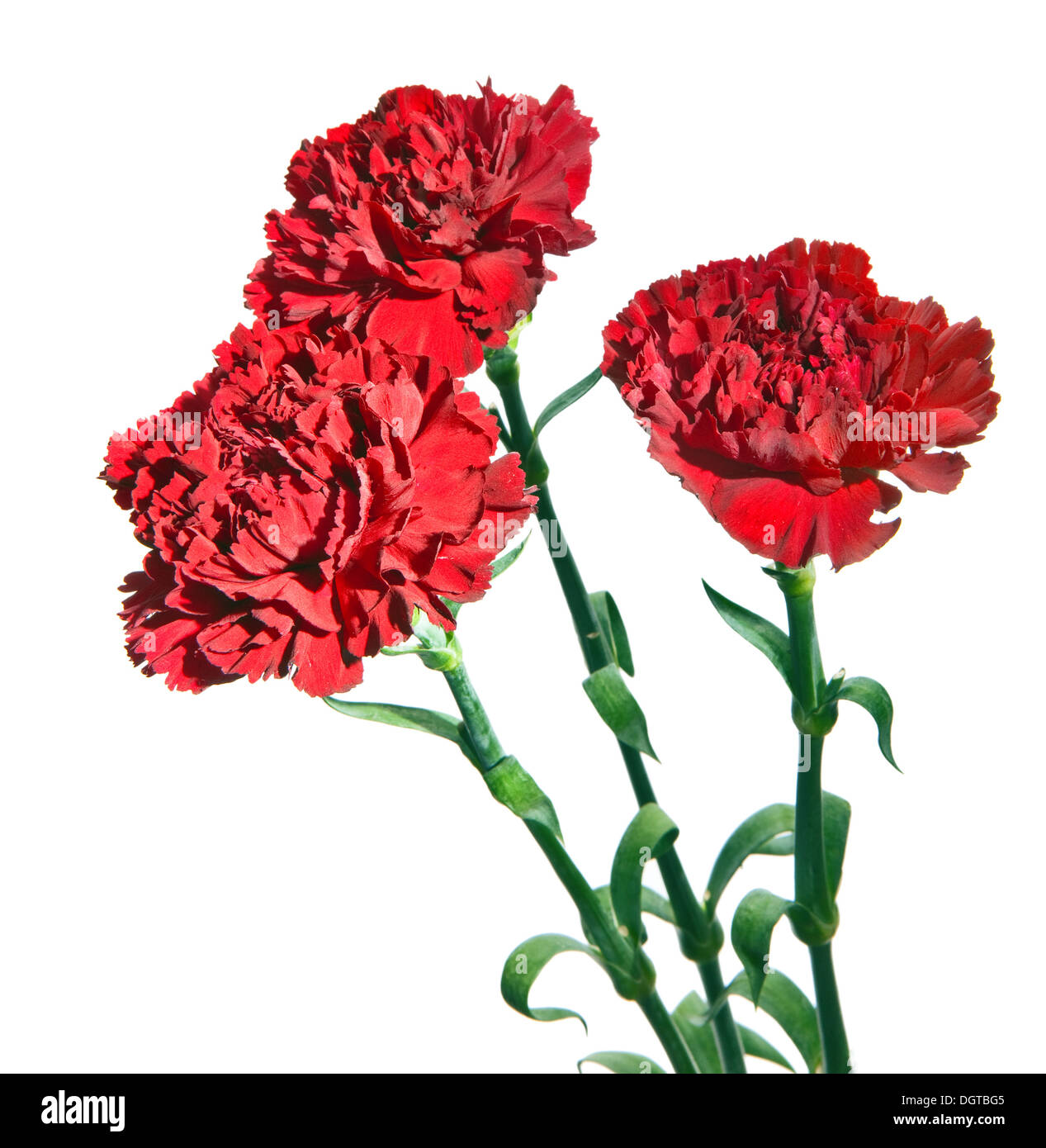 Garofano rosso immagini e fotografie stock ad alta risoluzione - Alamy