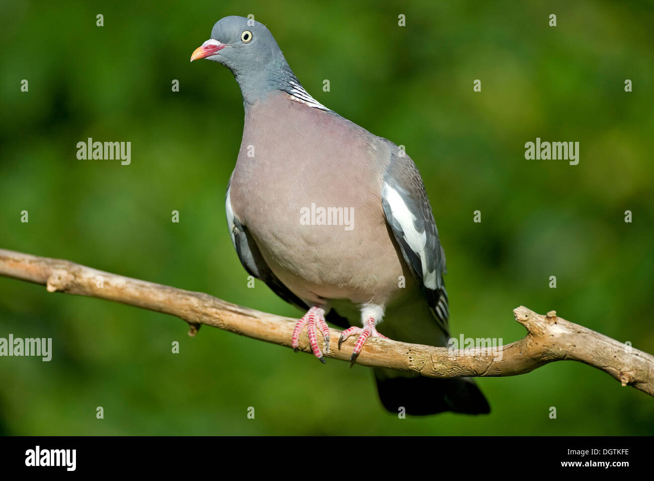 Colombaccio columba palumbus immagini e fotografie stock ad alta ...