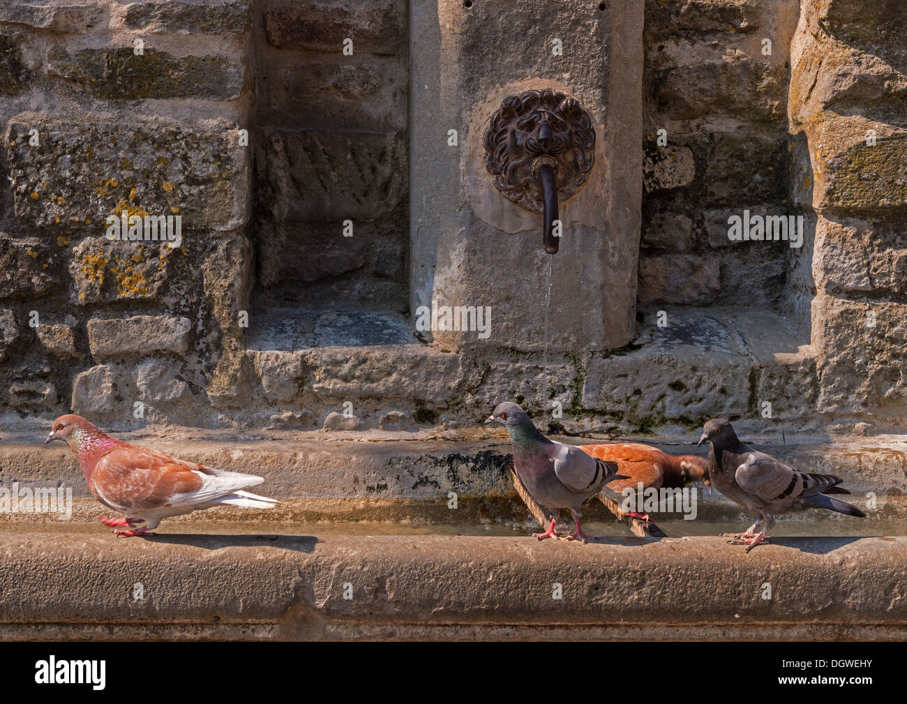 Trogolo antico in pietra immagini e fotografie stock ad alta ...