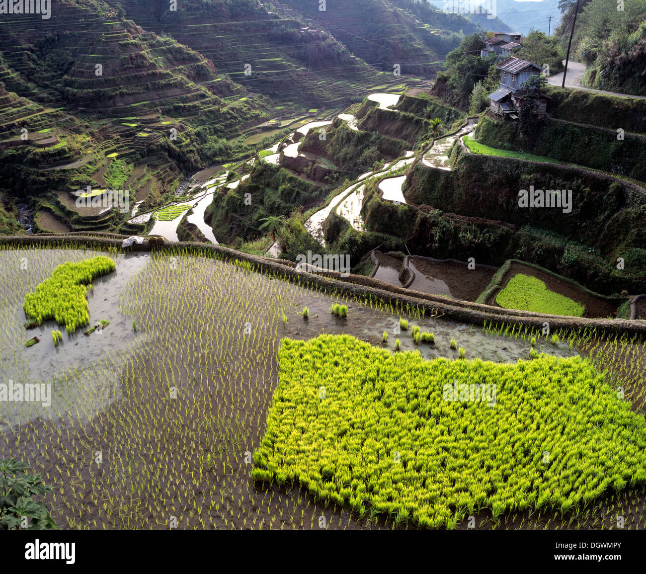 Picco musuan immagini e fotografie stock ad alta risoluzione - Alamy