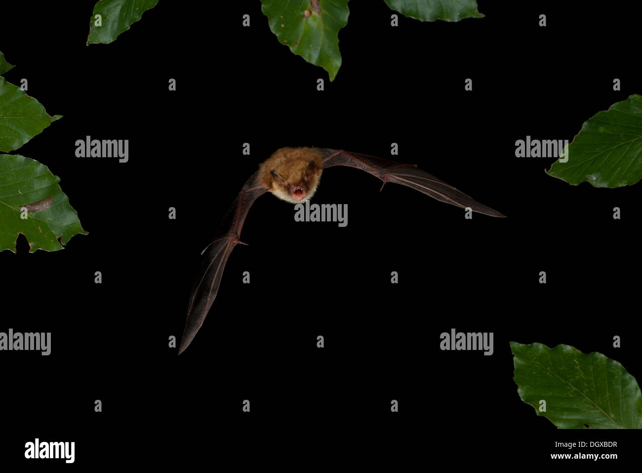 Natterers bat myotis nattereri in volo immagini e fotografie stock ad ...