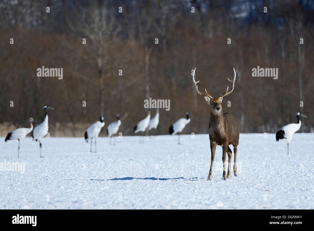 Cervo incoronato immagini e fotografie stock ad alta risoluzione - Alamy