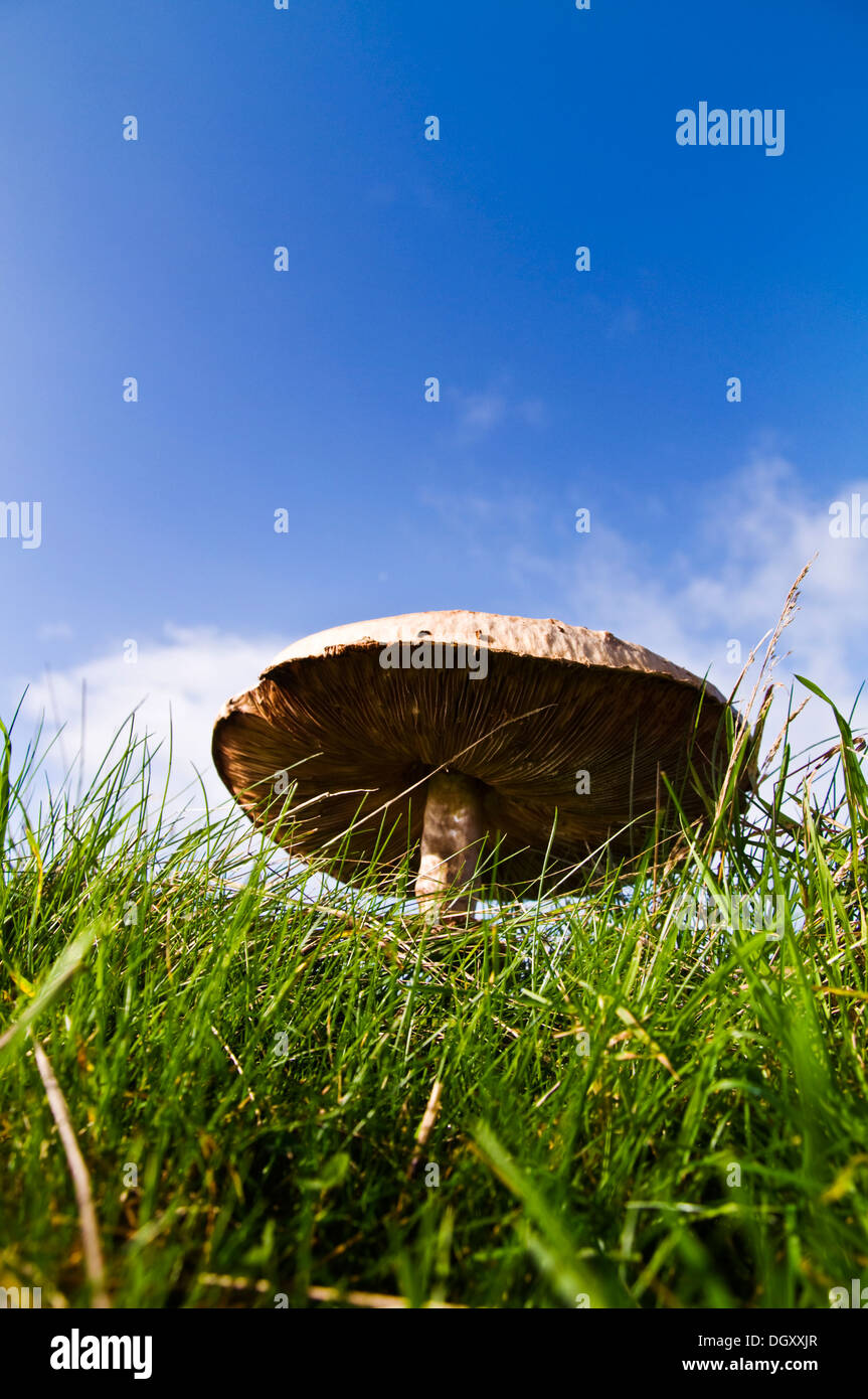 Funghi giganti immagini e fotografie stock ad alta risoluzione - Alamy