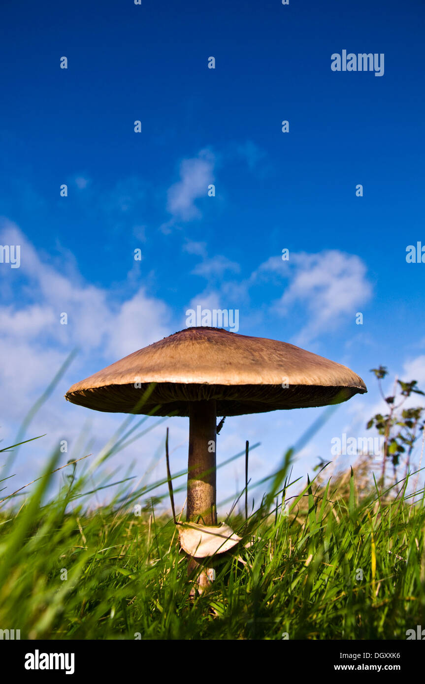 Funghi giganti immagini e fotografie stock ad alta risoluzione - Alamy