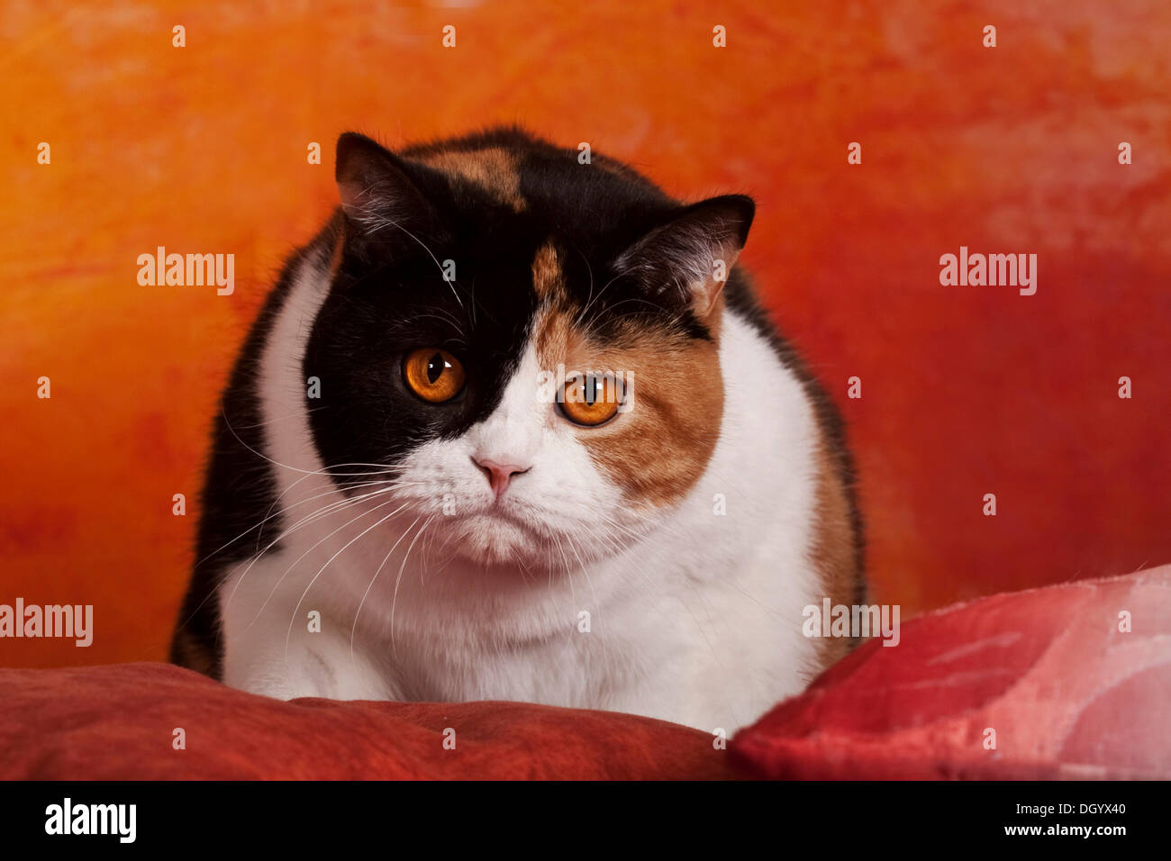 Gatto colorato tartaruga immagini e fotografie stock ad alta ...