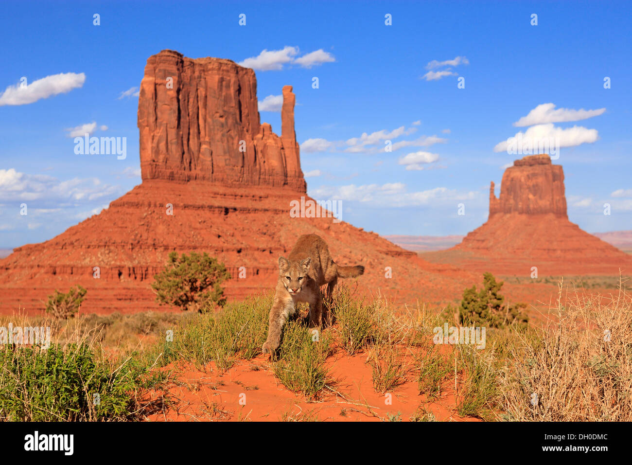 Preda leone adulto immagini e fotografie stock ad alta risoluzione - Alamy
