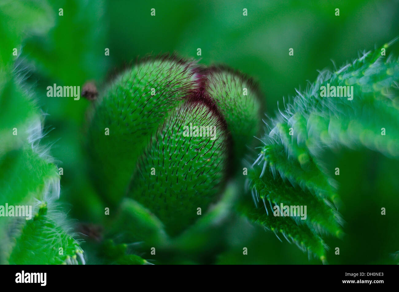 Papavero orientale immagini e fotografie stock ad alta risoluzione - Alamy