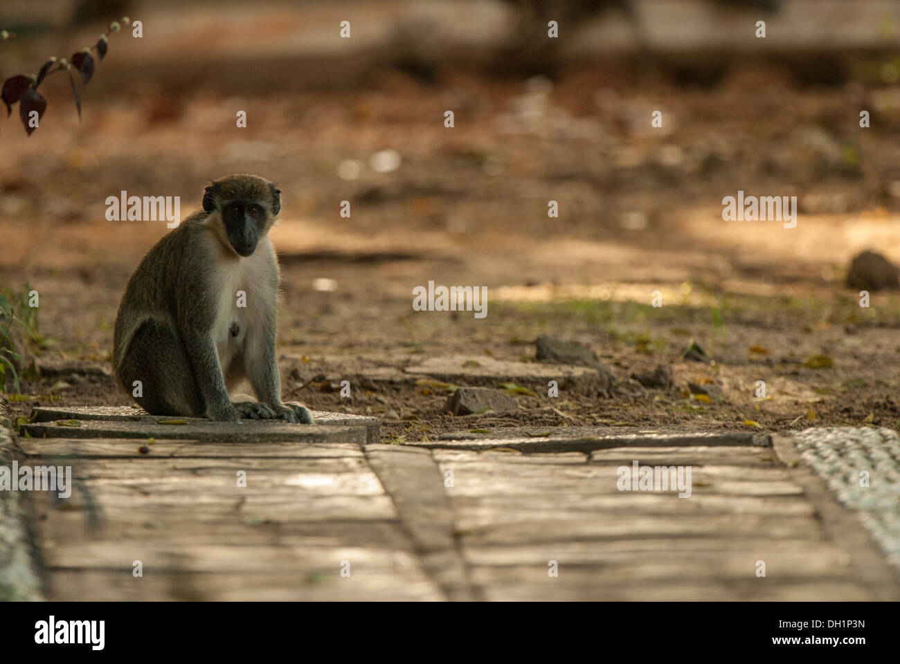 Scimmia vervet verde africana immagini e fotografie stock ad alta ...