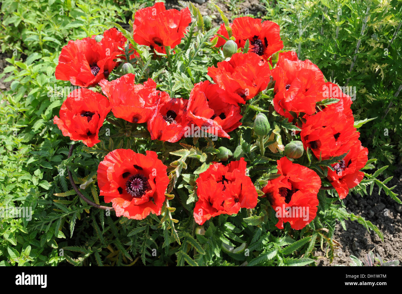Papavero orientale immagini e fotografie stock ad alta risoluzione - Alamy