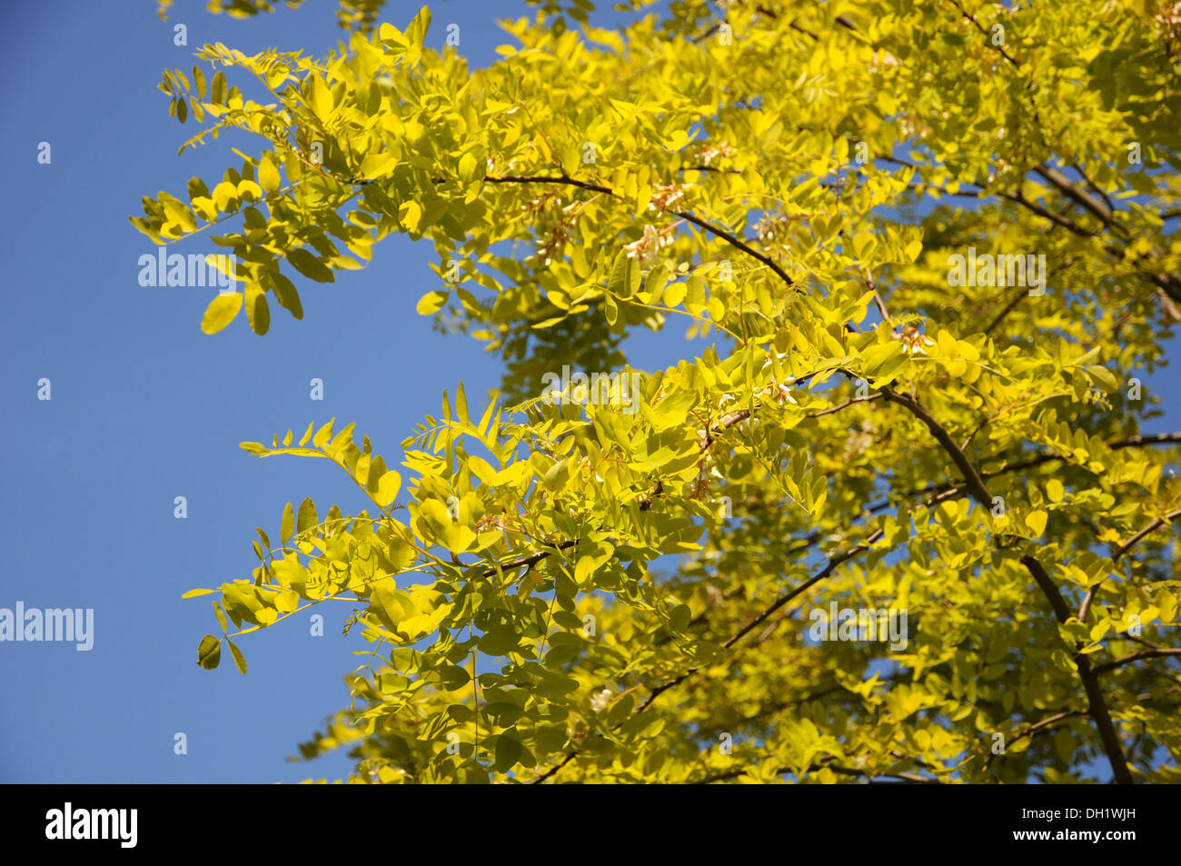 Robinia dorata immagini e fotografie stock ad alta risoluzione - Alamy