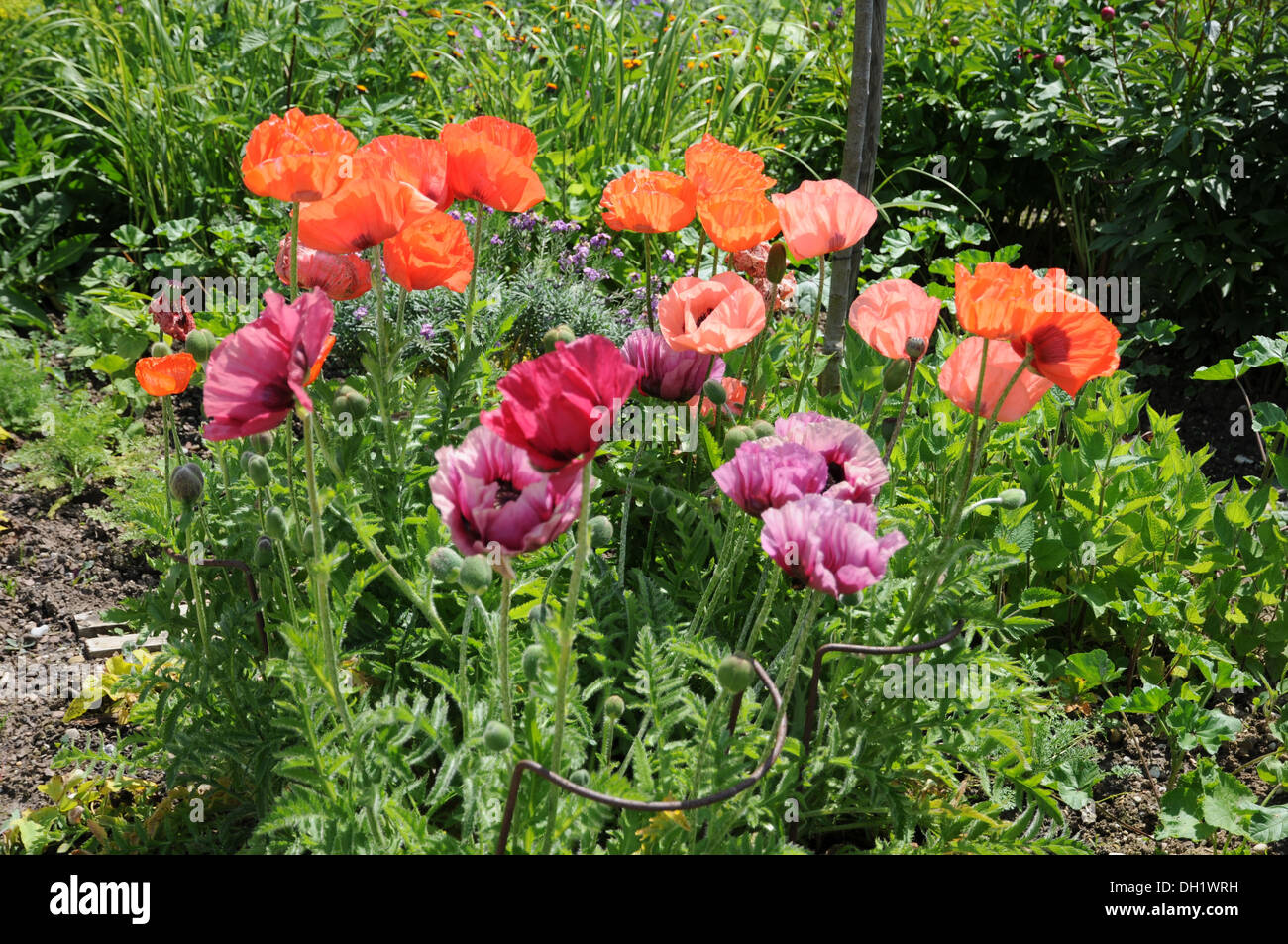 Papavero orientale immagini e fotografie stock ad alta risoluzione - Alamy