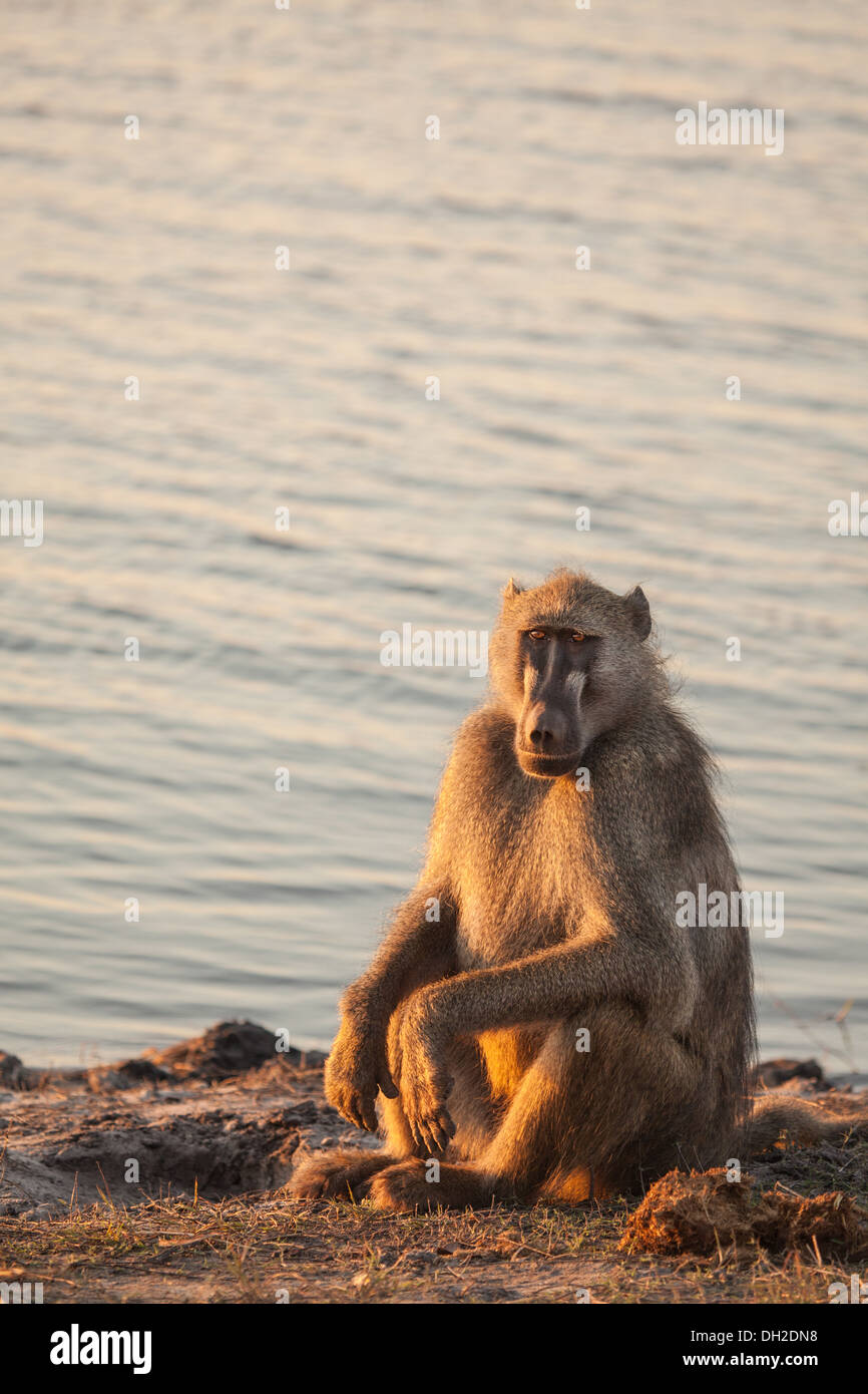 Faccia di babbuino immagini e fotografie stock ad alta risoluzione - Alamy