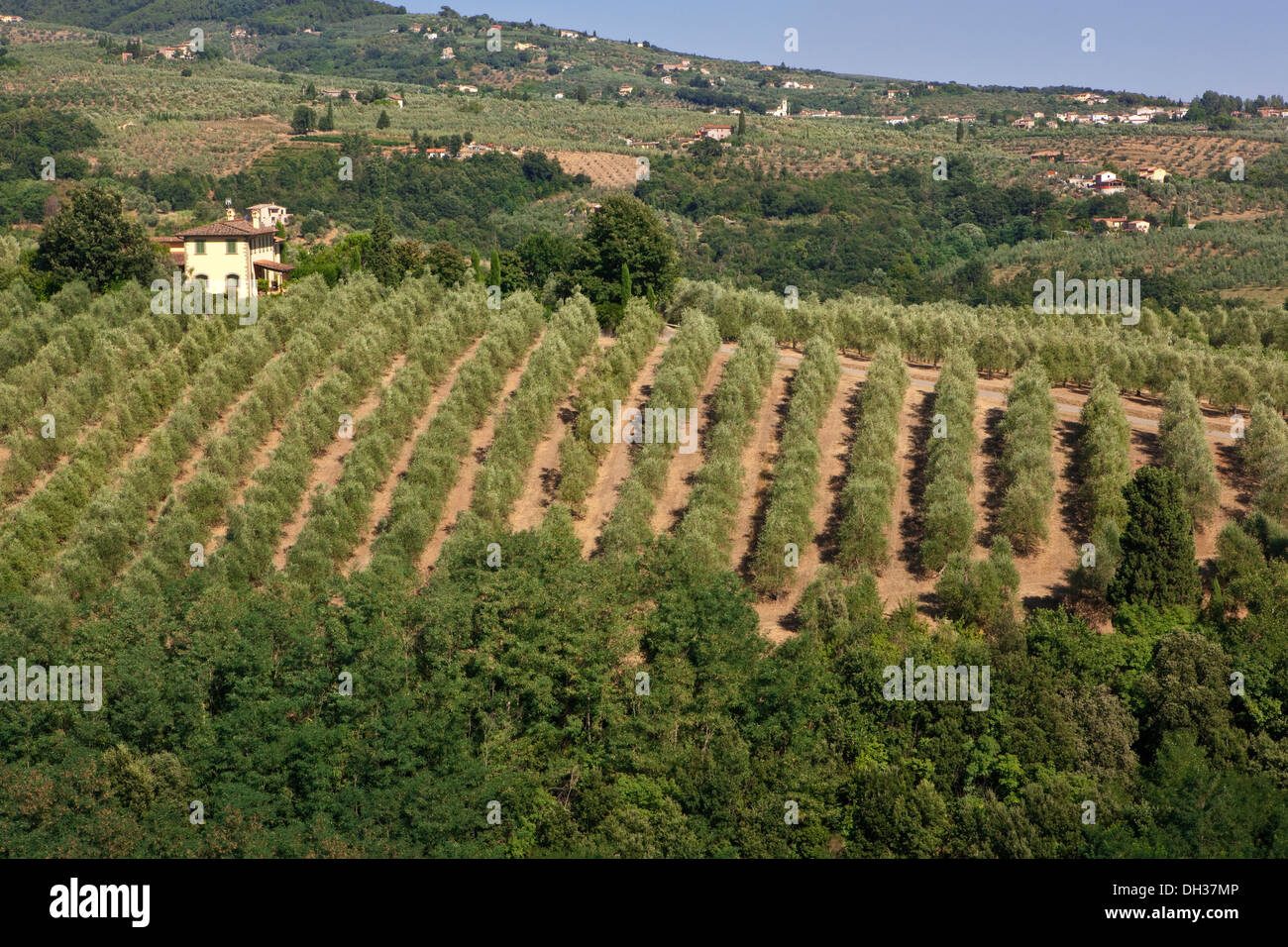 Olio extravergine toscano immagini e fotografie stock ad alta ...