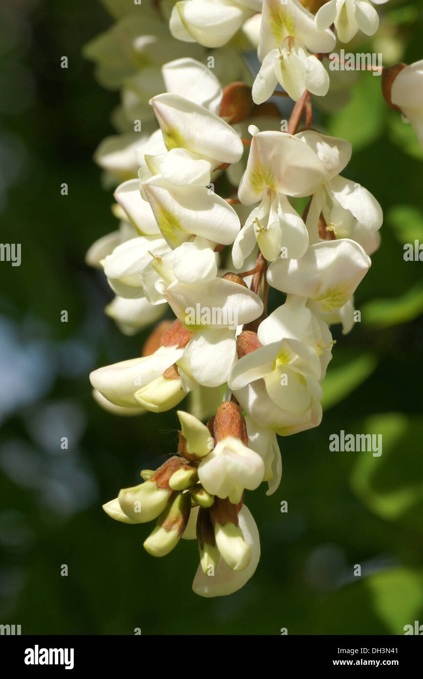 Robinie pseudoacacia baum immagini e fotografie stock ad alta ...