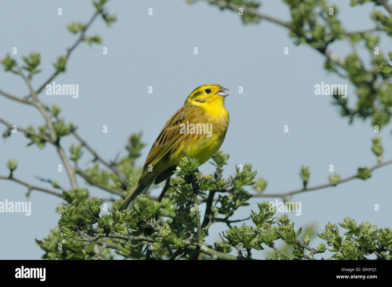 Emberiza citrinella immagini e fotografie stock ad alta risoluzione - Alamy