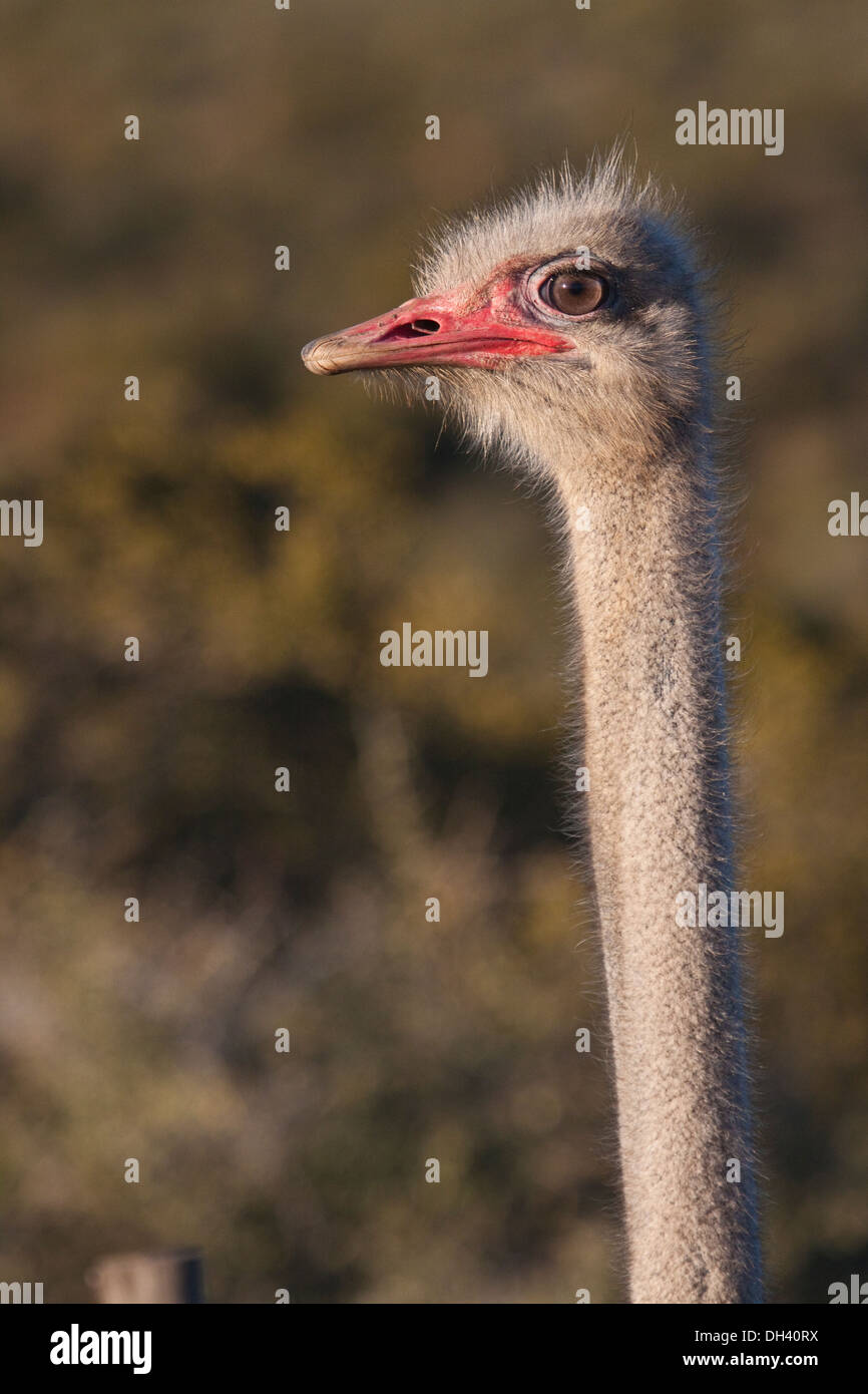 Struzzo sud africa immagini e fotografie stock ad alta risoluzione - Alamy