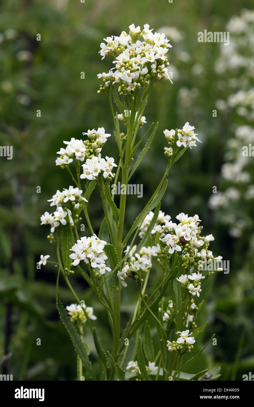 Rafano selvatico immagini e fotografie stock ad alta risoluzione - Alamy